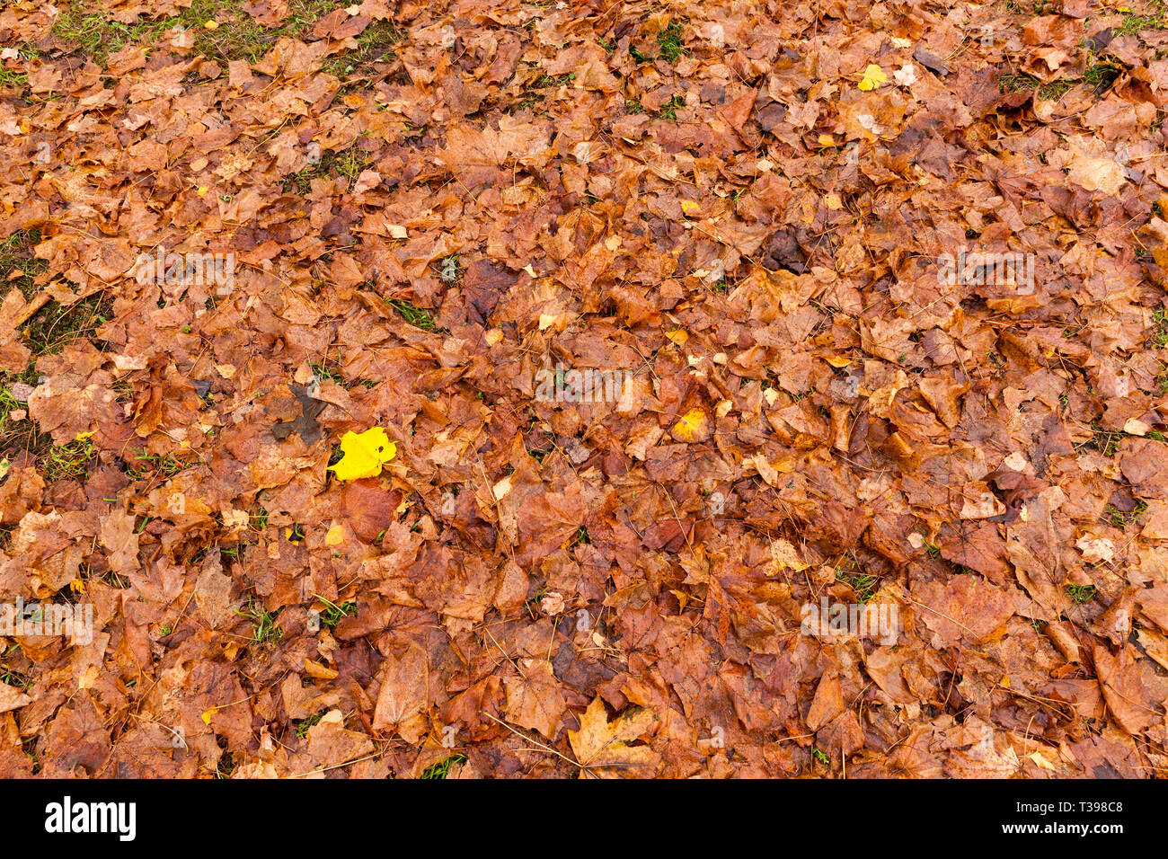 Wet and dry rot hi-res stock photography and images - Alamy