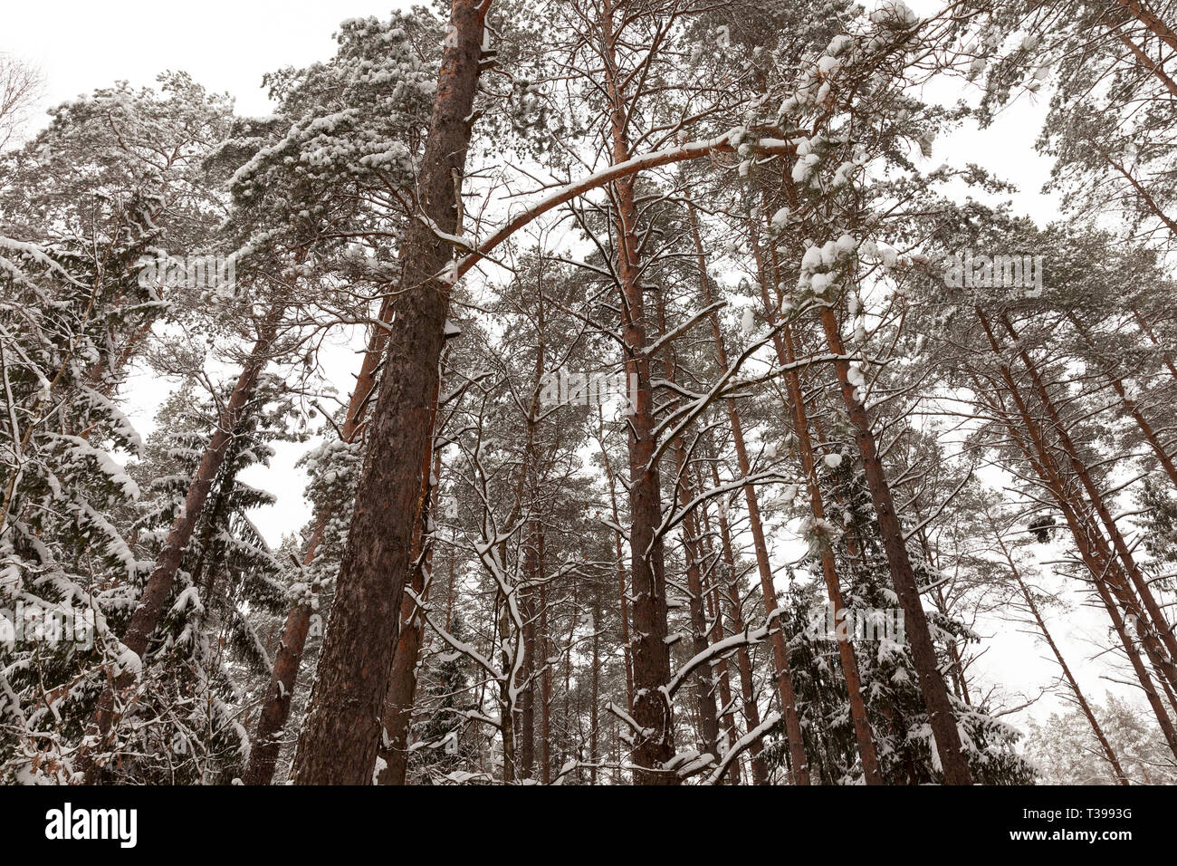 Tall mature hi-res stock photography and images - Alamy