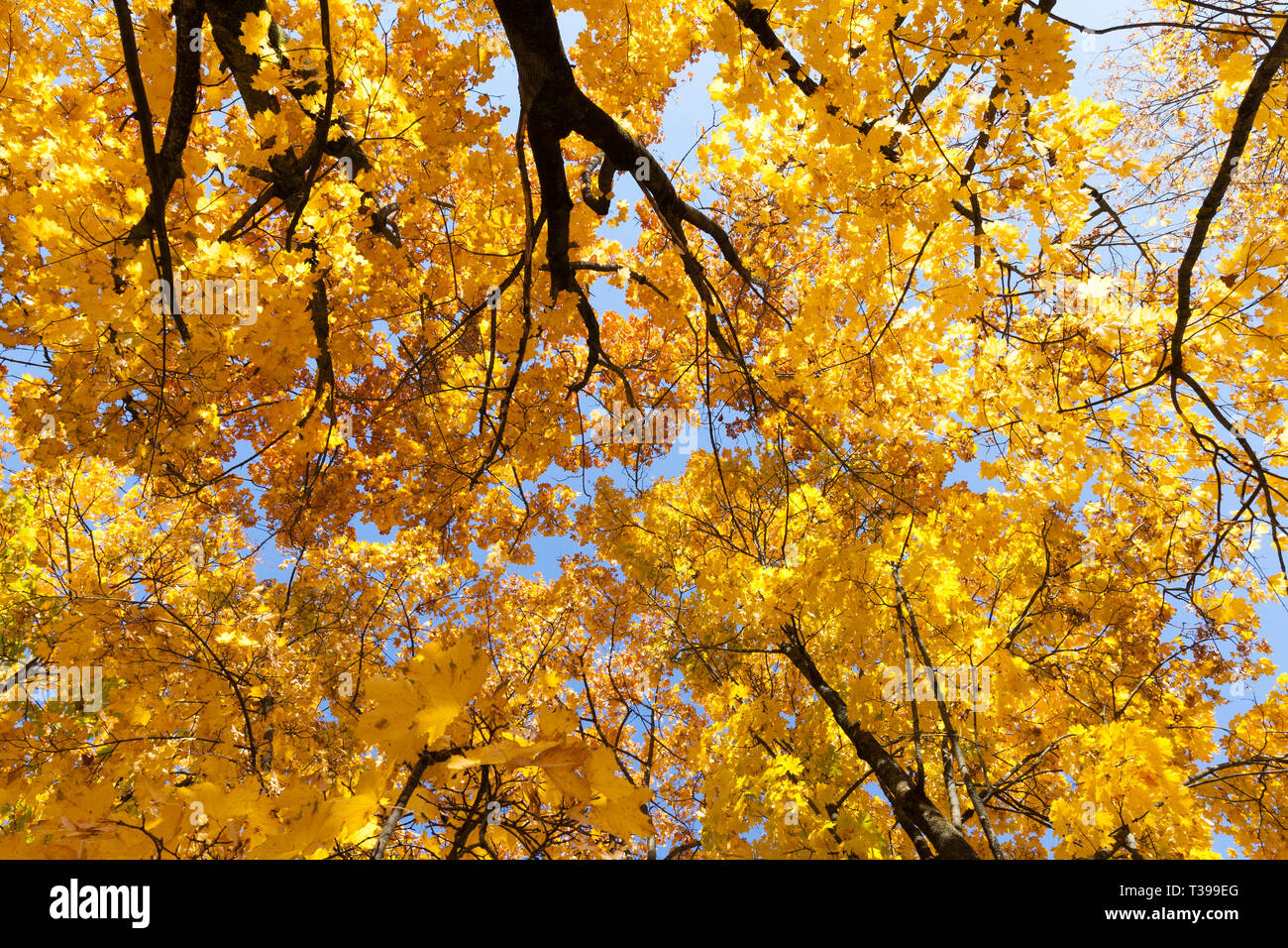 Wind tree canopy hi-res stock photography and images - Alamy