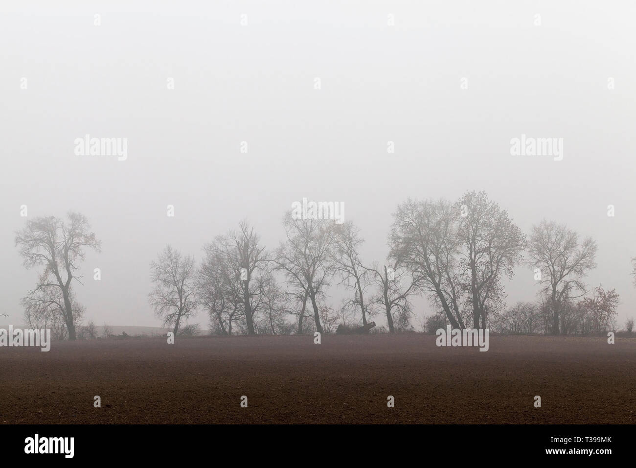 Growing on the horizon trees hidden by dense fog in the autumn morning ...