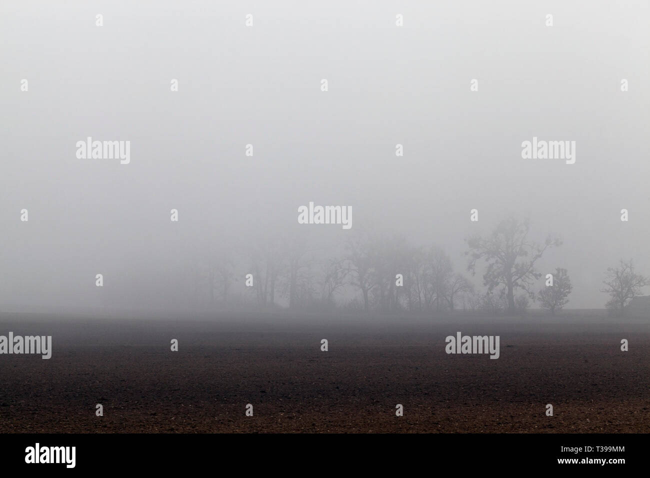 Growing on the horizon trees hidden by dense fog in the autumn morning ...