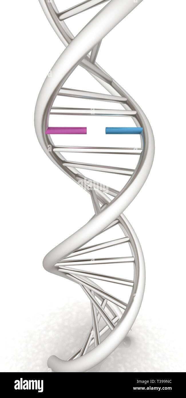 DNA structure model on white. 3d illustration Stock Photo - Alamy