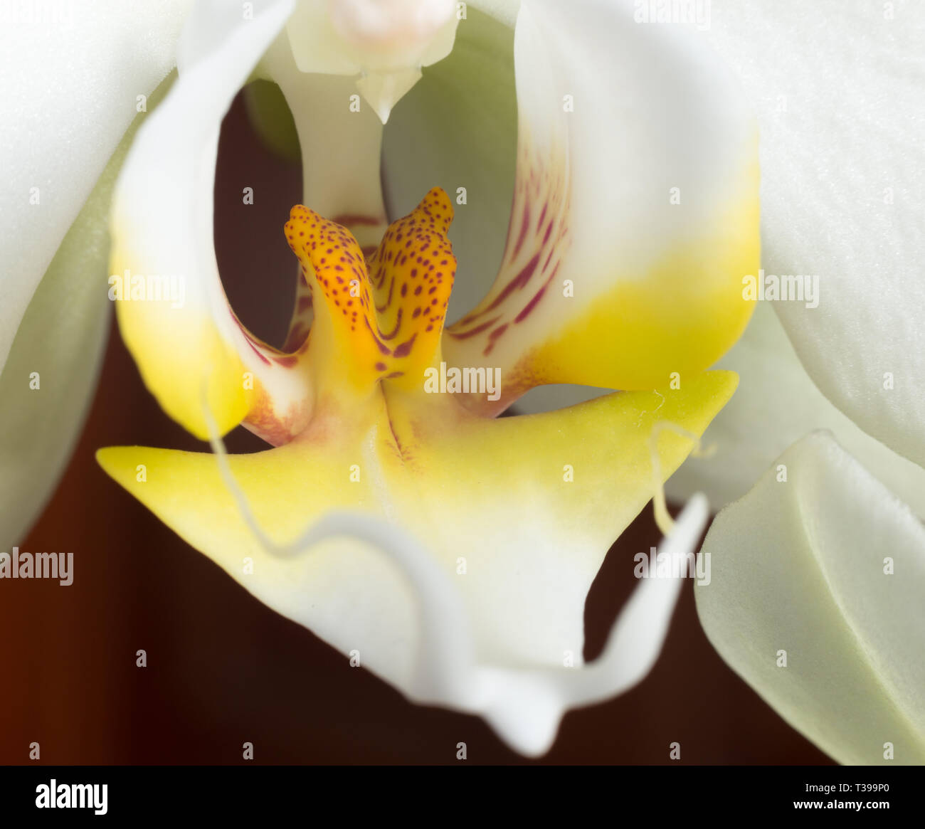 Zoomed in plant hi-res stock photography and images - Alamy