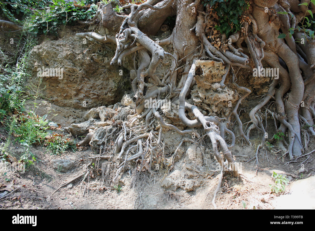 Big tree roots at the forest Stock Photo - Alamy