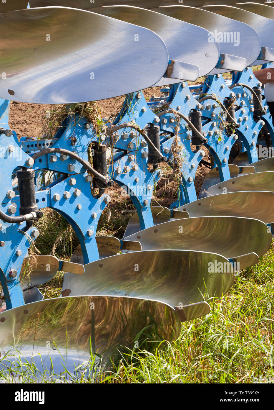 Polished to metal painted blue steel plows during tillage, field ...