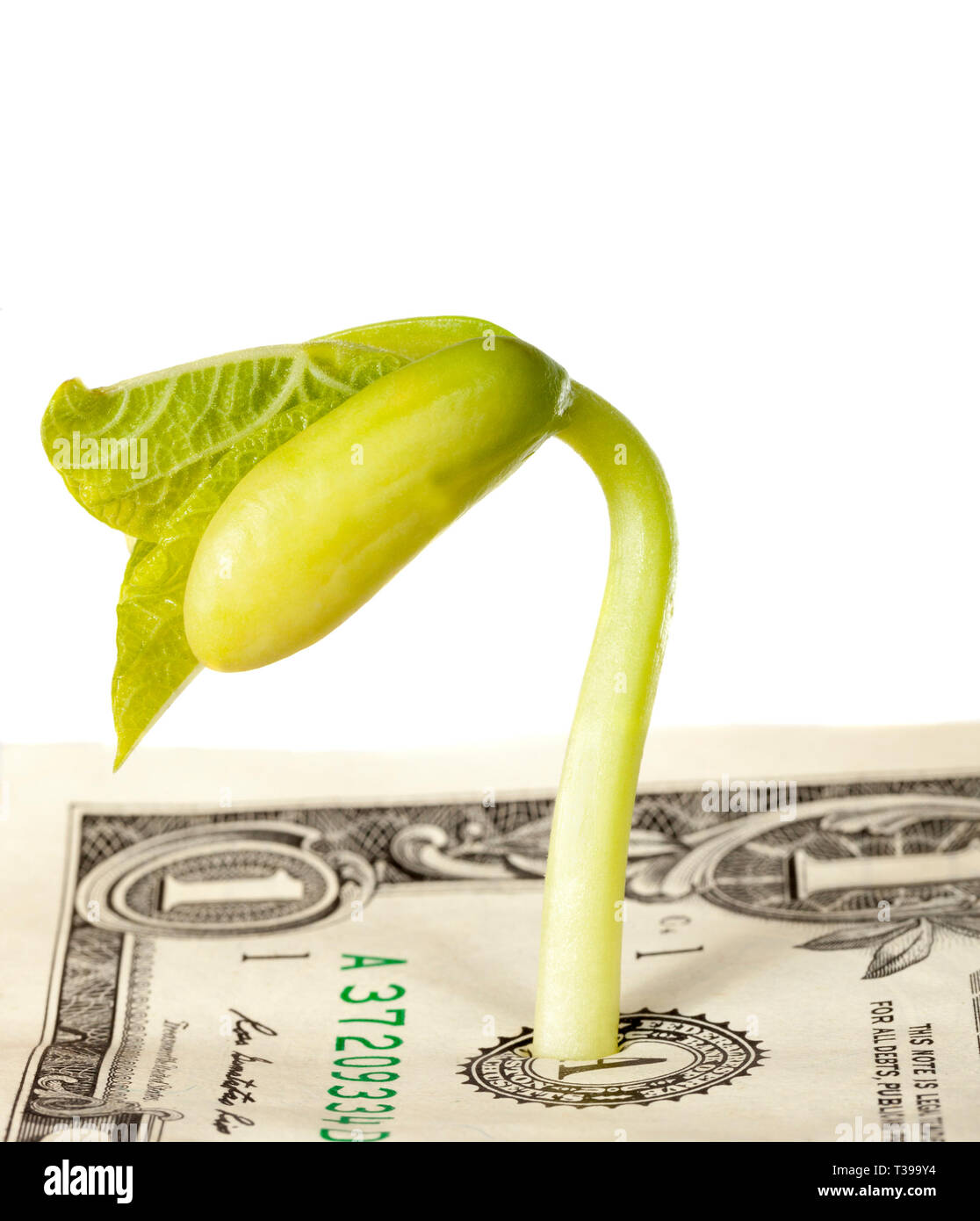 Bean sprig hi-res stock photography and images - Alamy