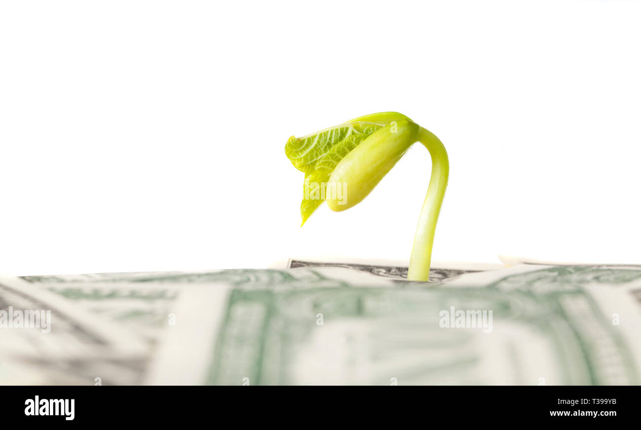 sprouted over dollar bills new bean sprout or bean, closeup Stock Photo ...