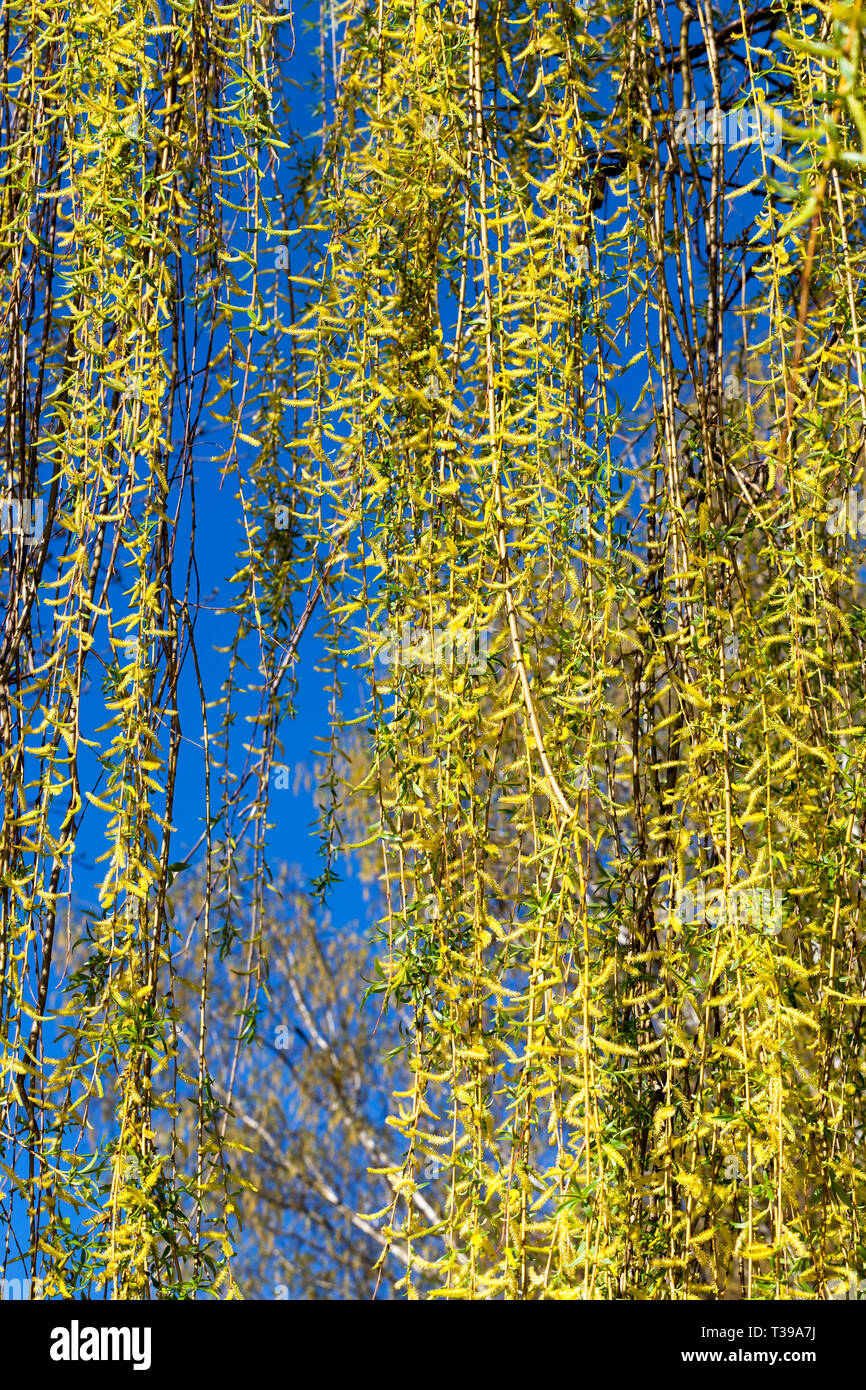 long green branches of willow with beautiful yellow flowers in spring ...