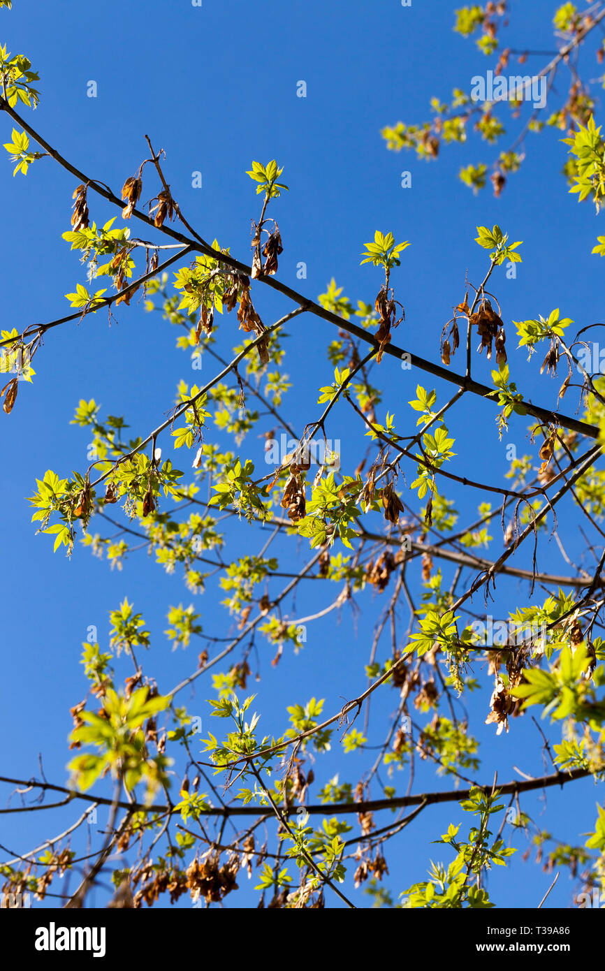 new foliage and flowers on the sapling of the maple tree, on the ...