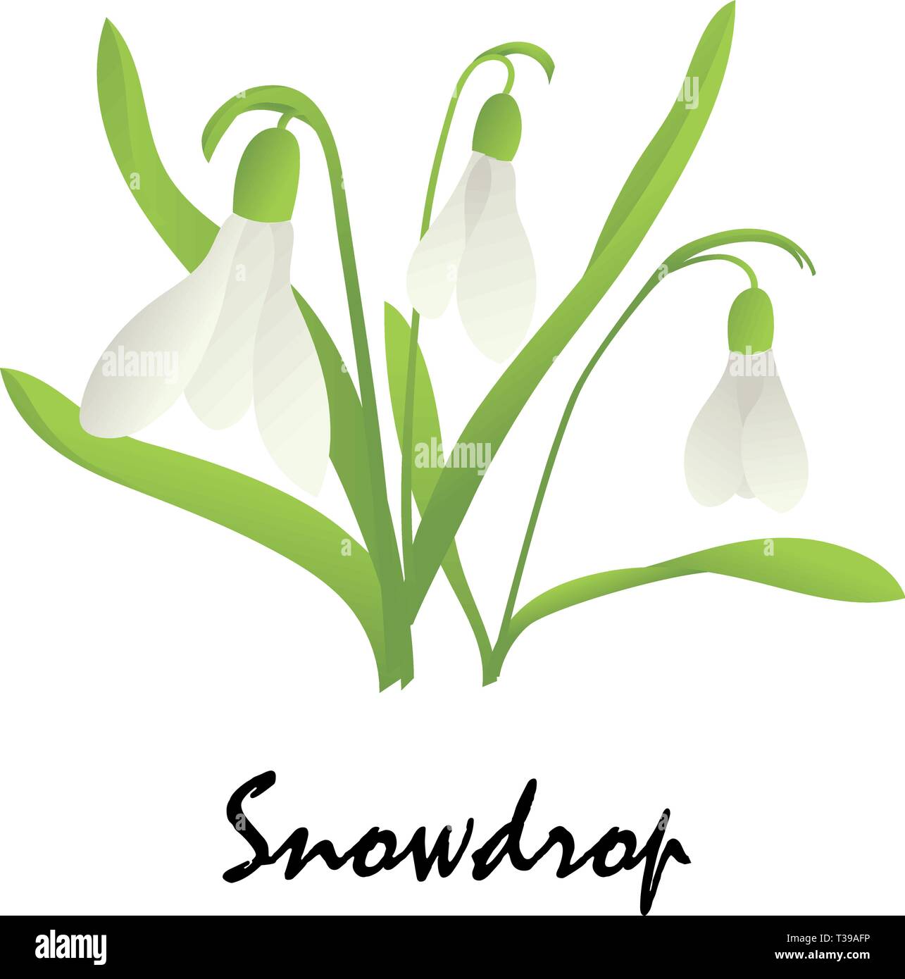 Spring Flower, cartoon illustration , Snowdrop isolated Stock Vector ...