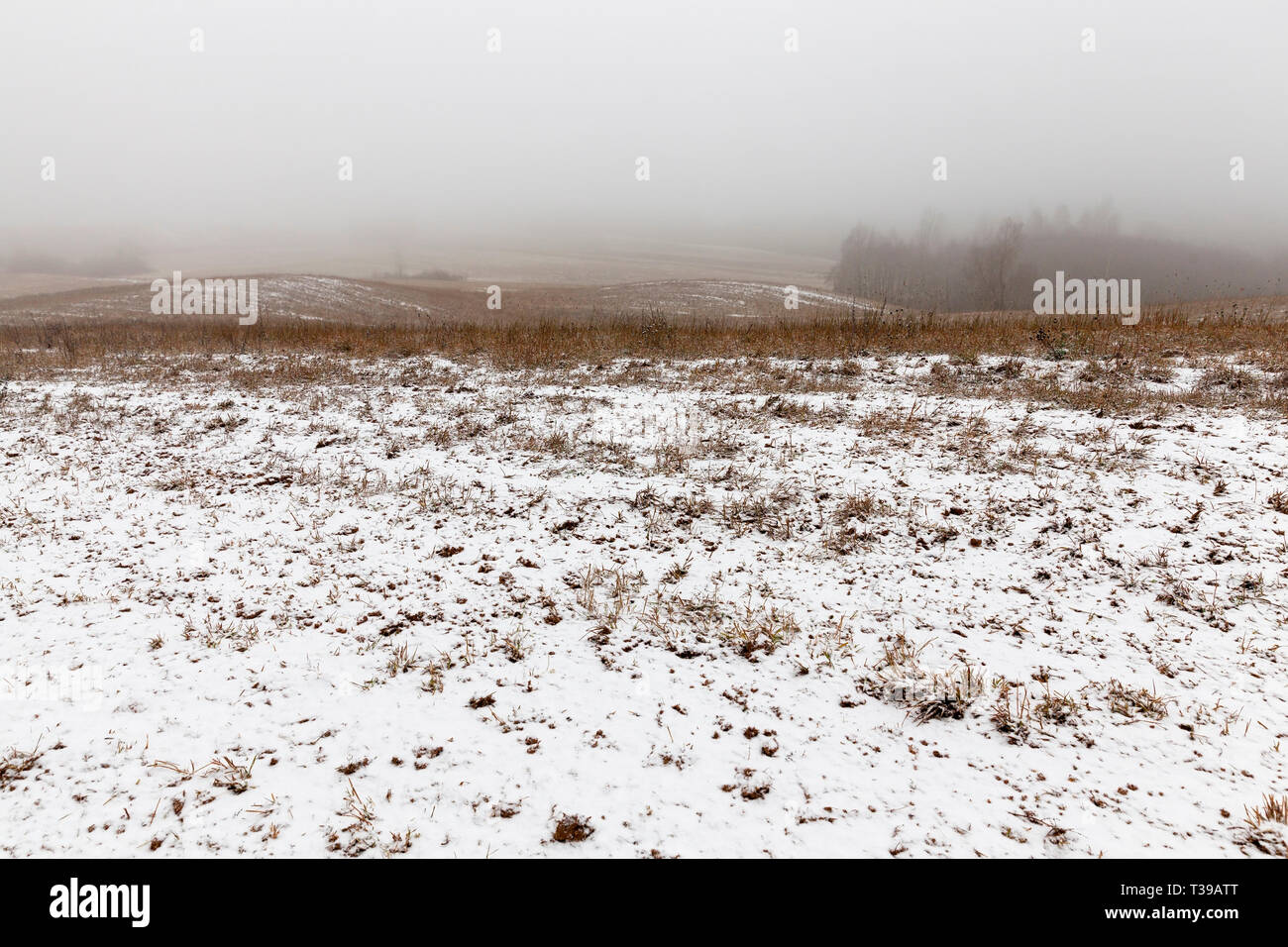 Foggy winter night field in hi-res stock photography and images - Alamy