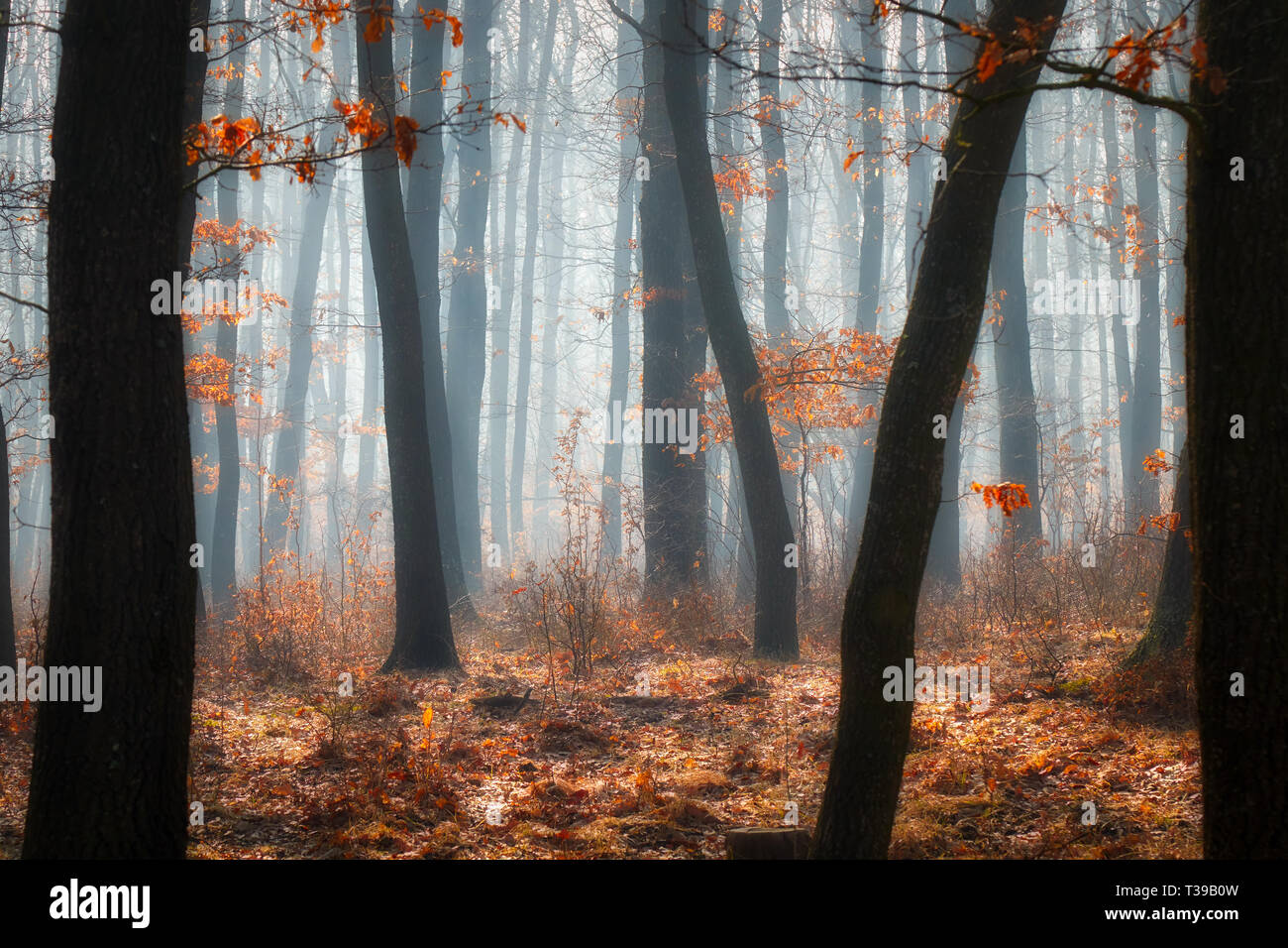 Beautiful dreamy autumn forest hi-res stock photography and images - Alamy