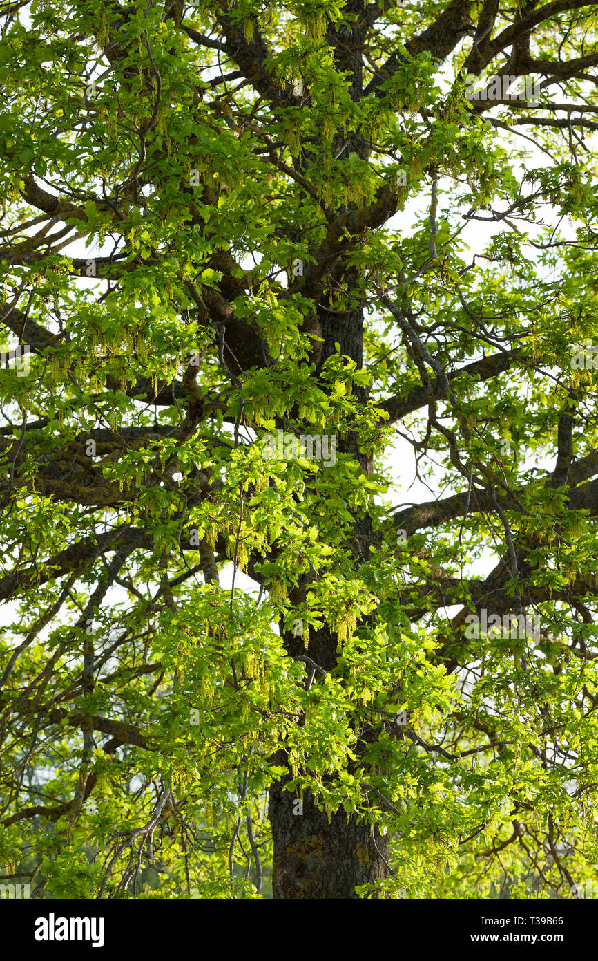 Young oak tree hi-res stock photography and images - Alamy