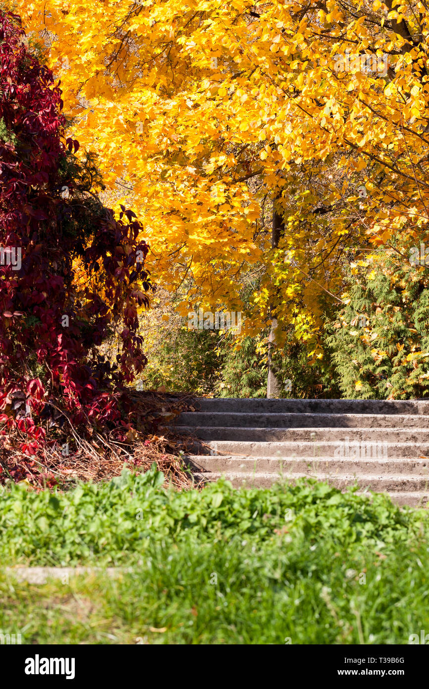 colorful foliage of trees in the autumn season the colors are yellow ...