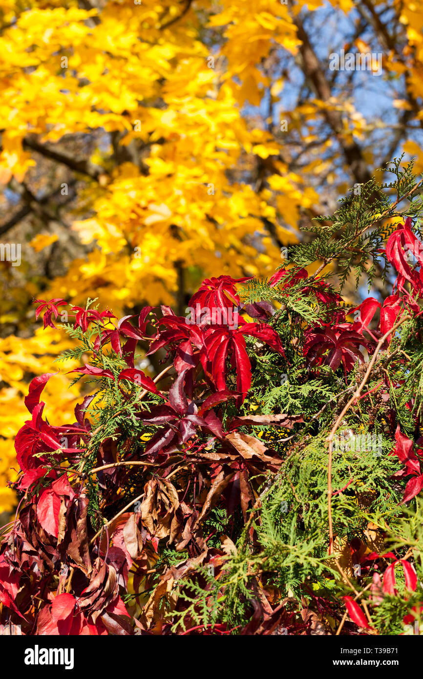 colorful foliage of trees in the autumn season the colors are yellow ...