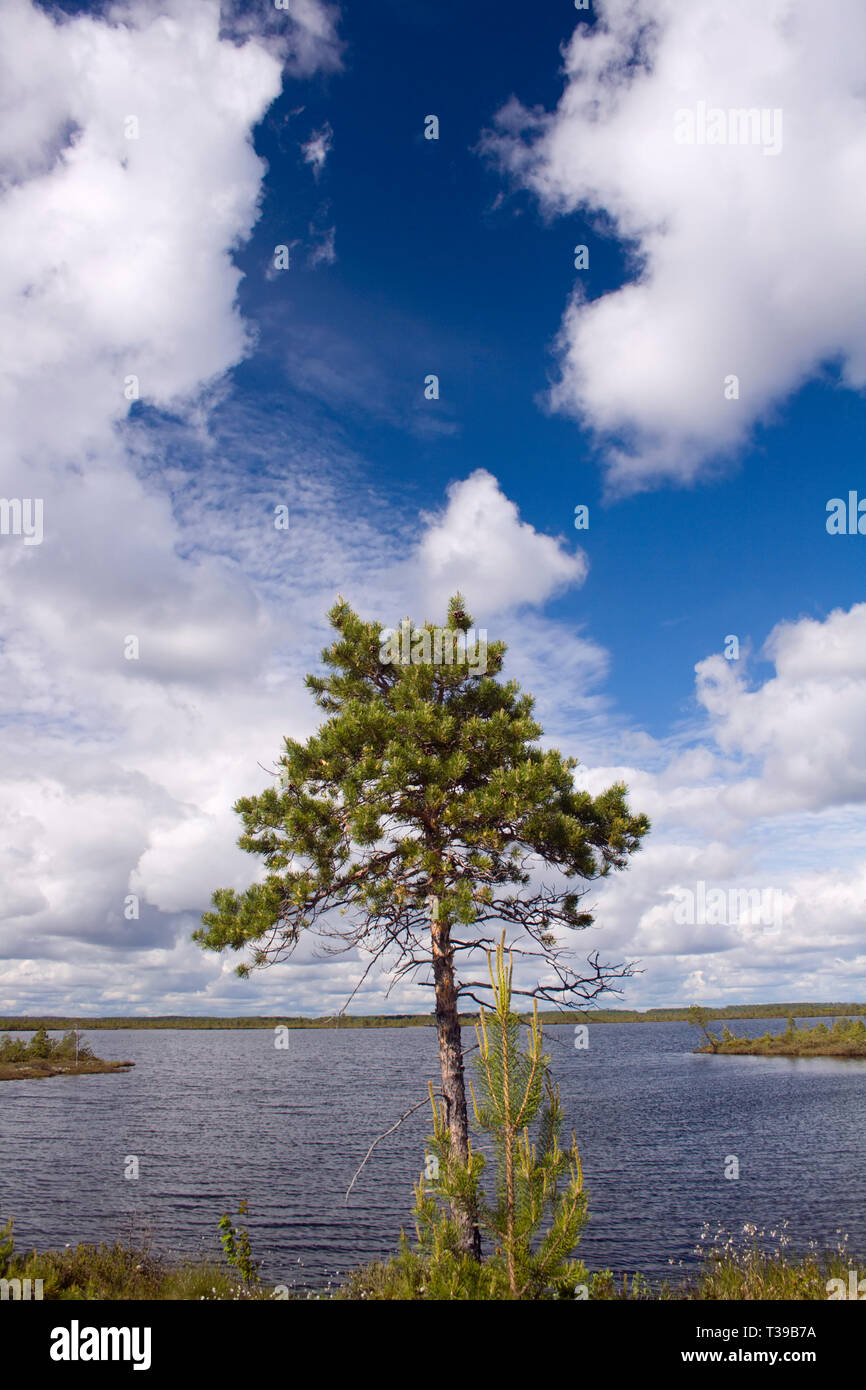 Lonely cedar hi-res stock photography and images - Alamy