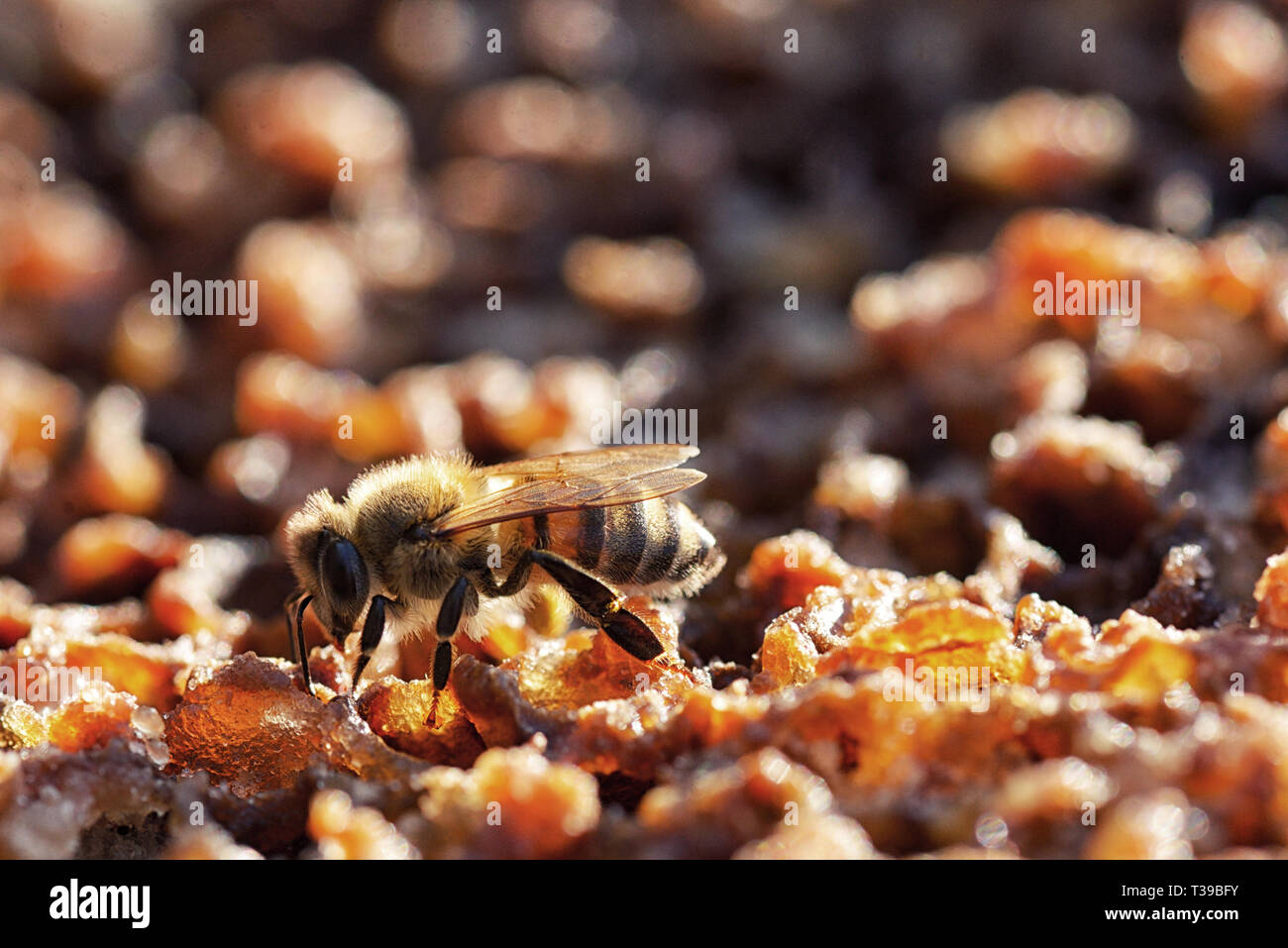 Macro Bees in a beehive on honeycomb Stock Photo - Alamy