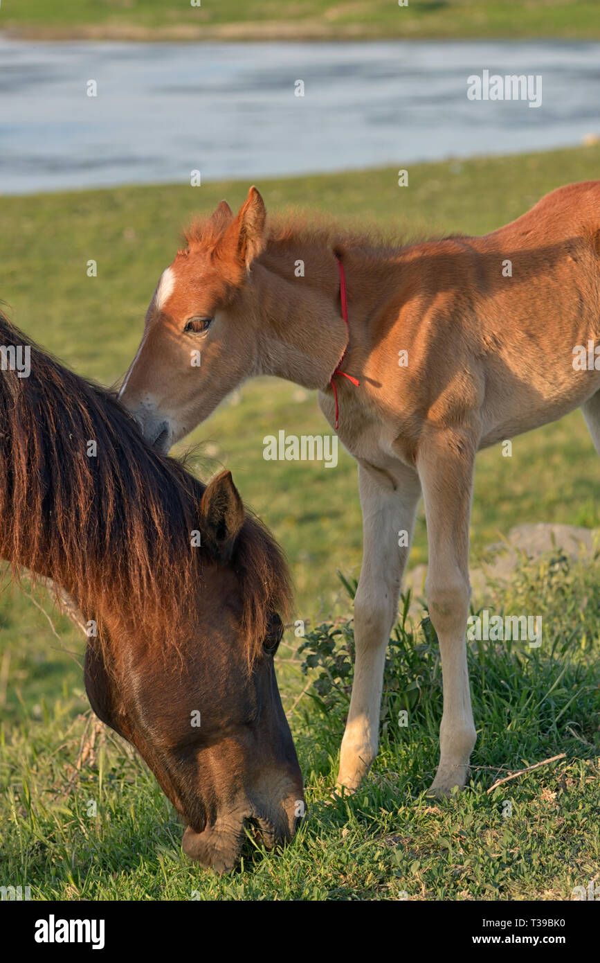 Young foal with his mother in a spring field Stock Photo - Alamy