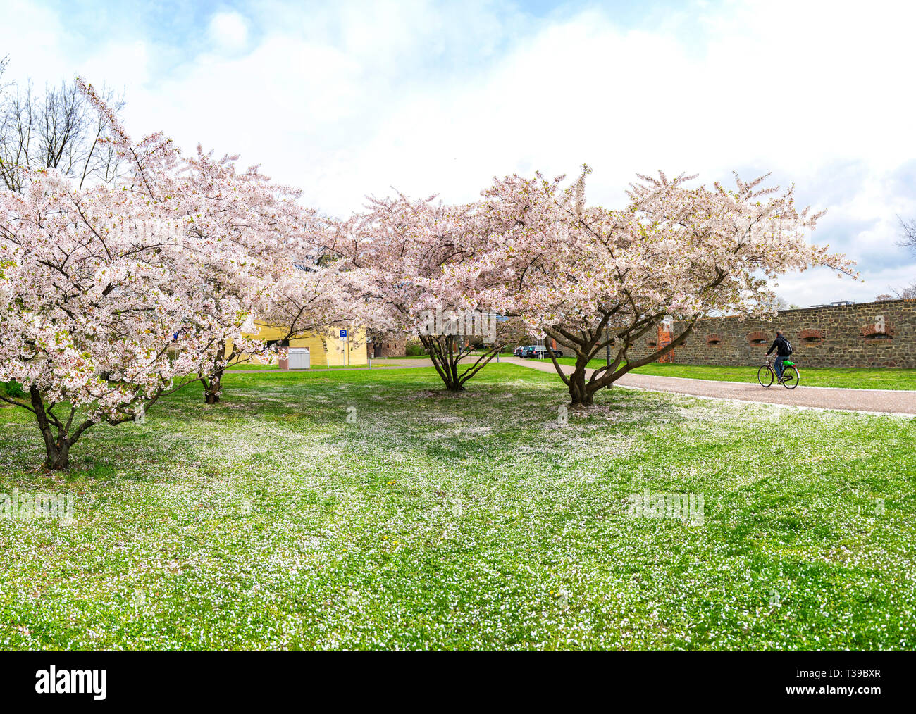 Cherry blossoms sunlight hi-res stock photography and images - Alamy