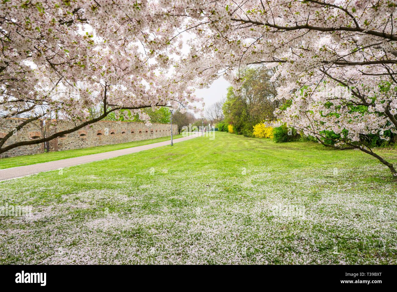 Springtime meadow full blossoming hi-res stock photography and images ...