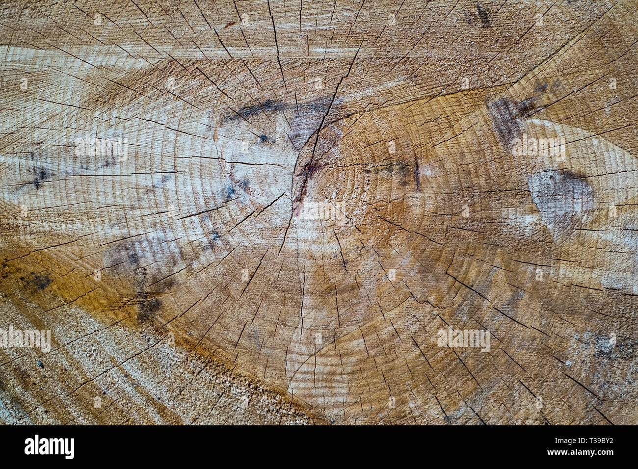 Cross-section of a tree trunk Stock Photo - Alamy