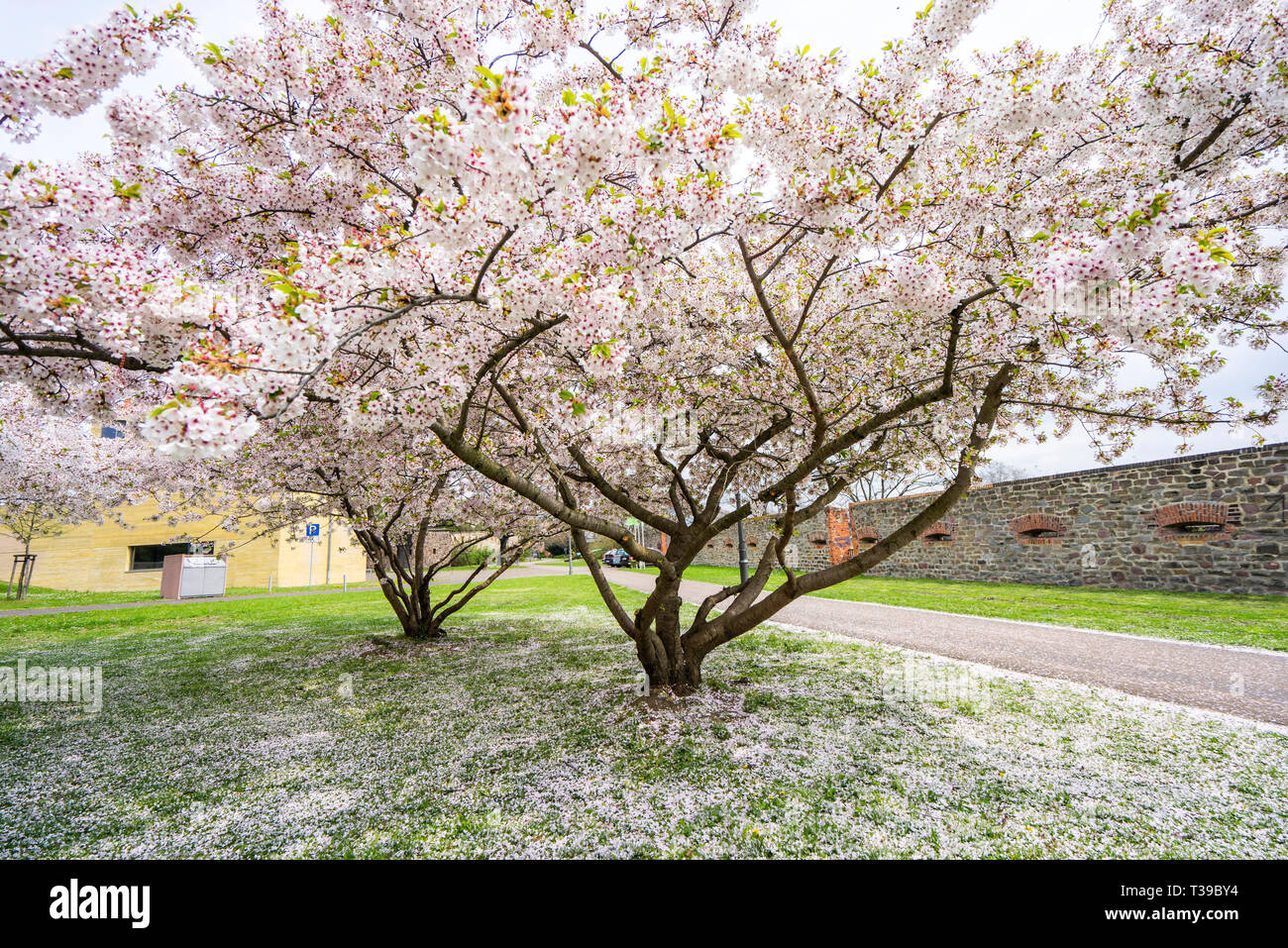 Wild Cherry Trees in Springtime Stock Photo - Alamy