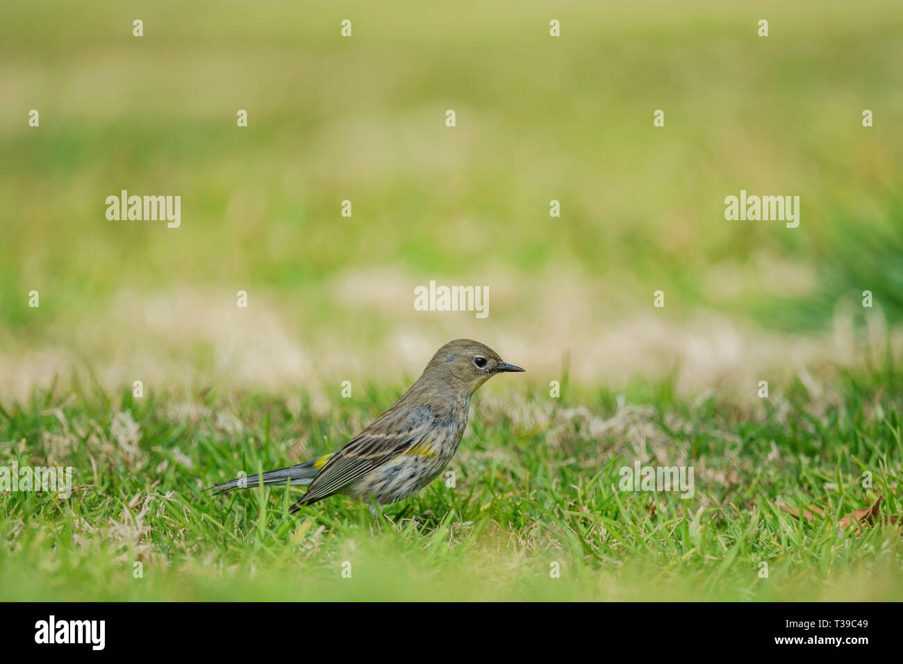 Northern mockingbird ground hi-res stock photography and images - Alamy