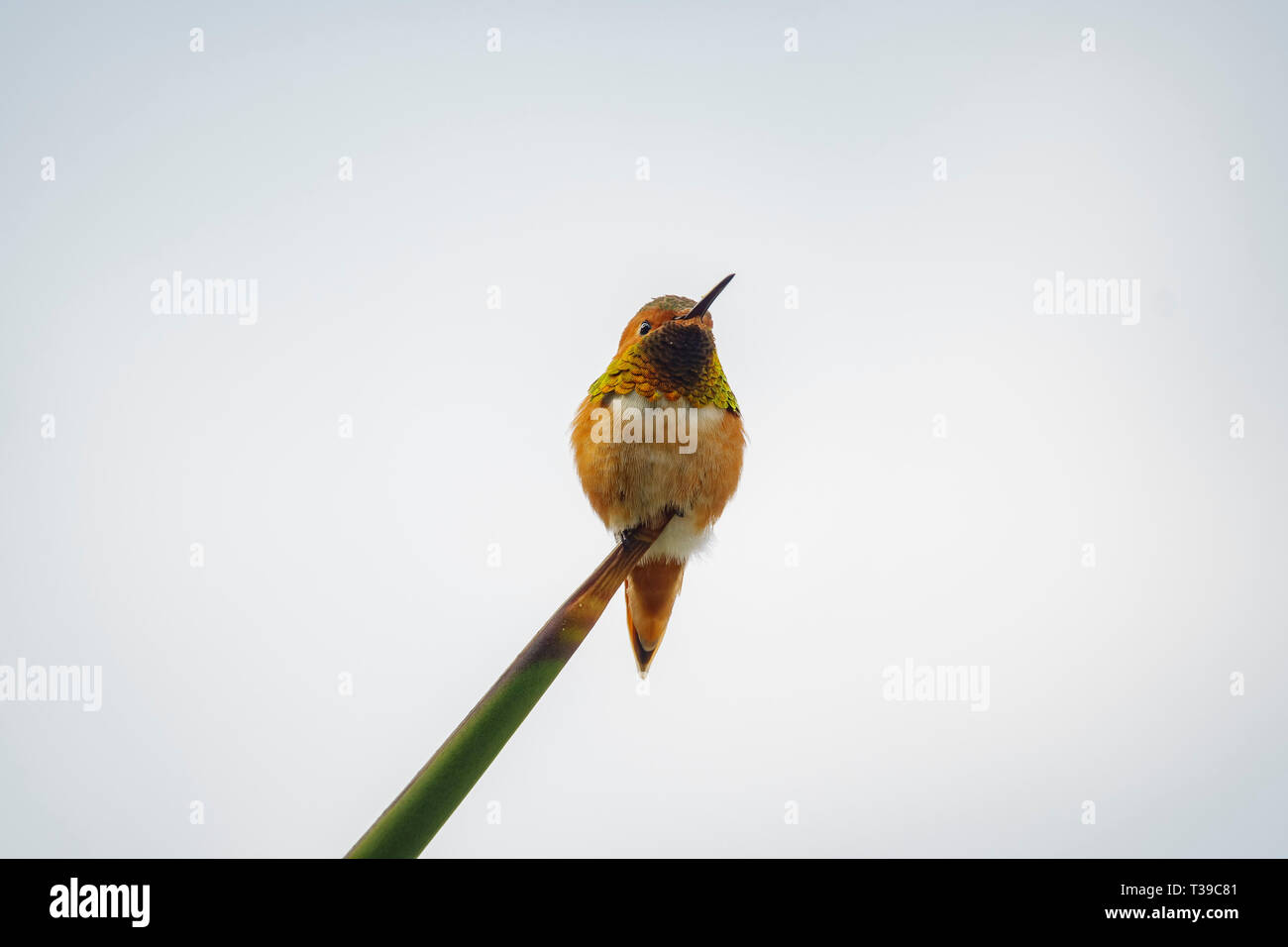 Magnificent hummingbird sitting on the tree, photo taken at Los Angeles ...