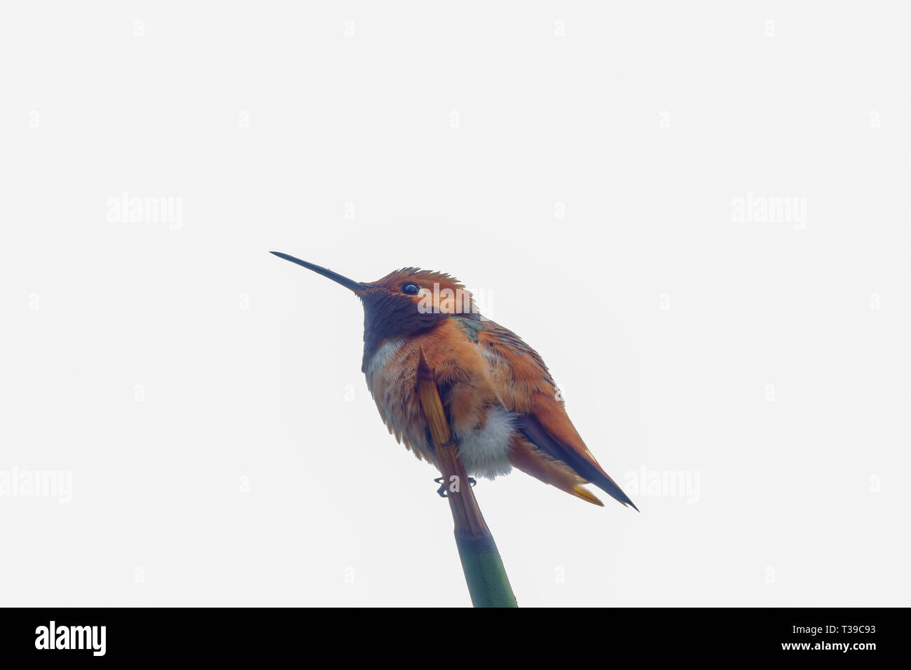 Magnificent hummingbird sitting on the tree, photo taken at Los Angeles ...