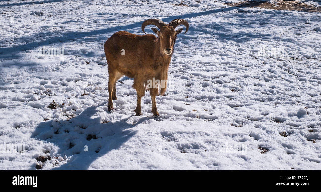 romanian brown goat in snow Stock Photo - Alamy