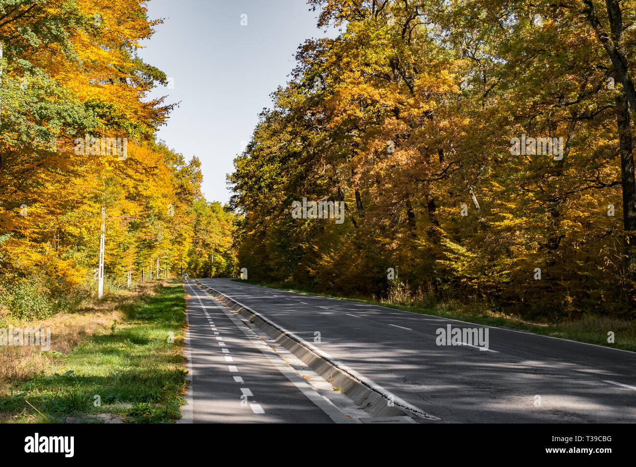Cycling through the green woods hi-res stock photography and images - Alamy