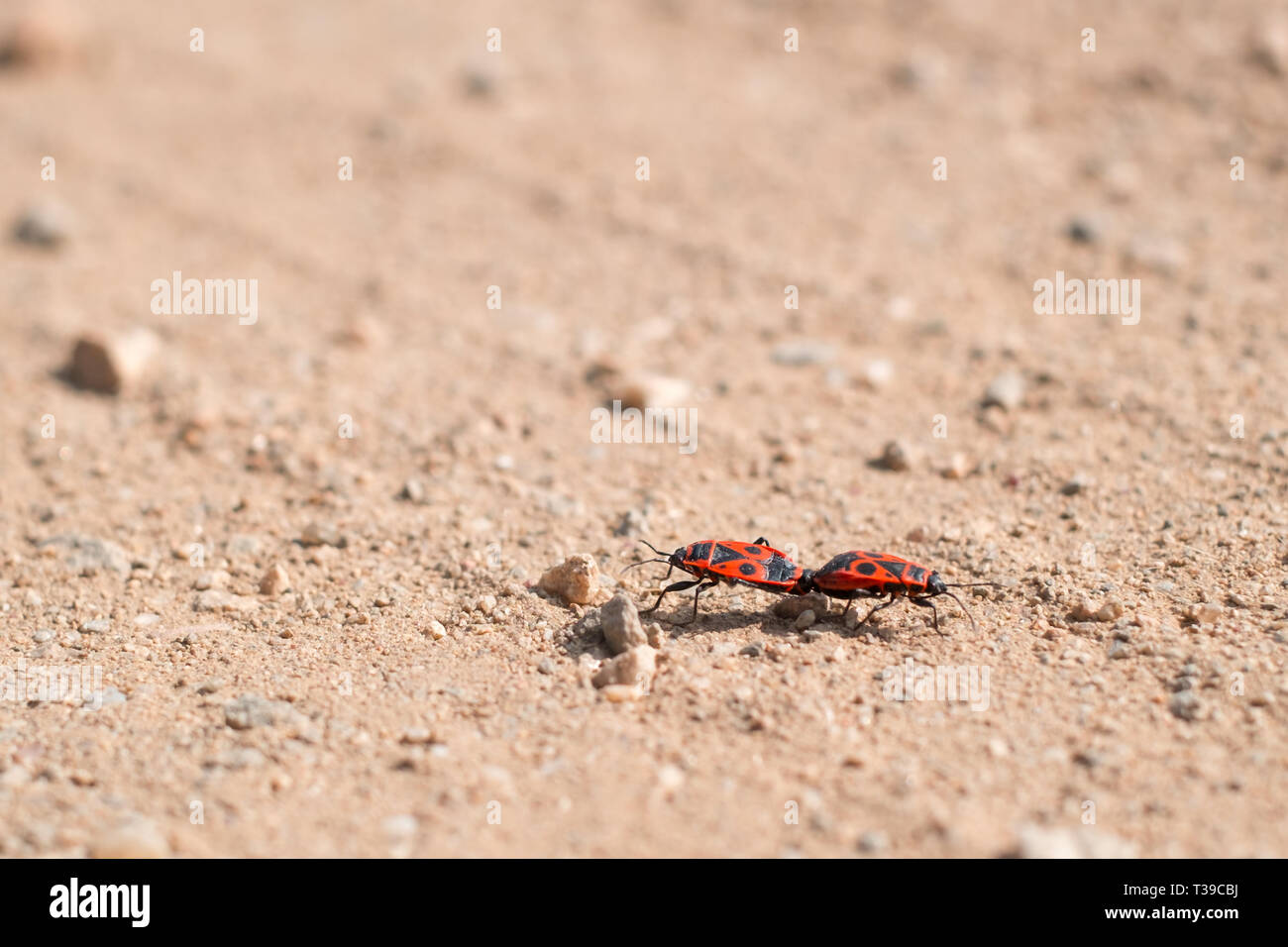Fire beetles mating hi-res stock photography and images - Alamy