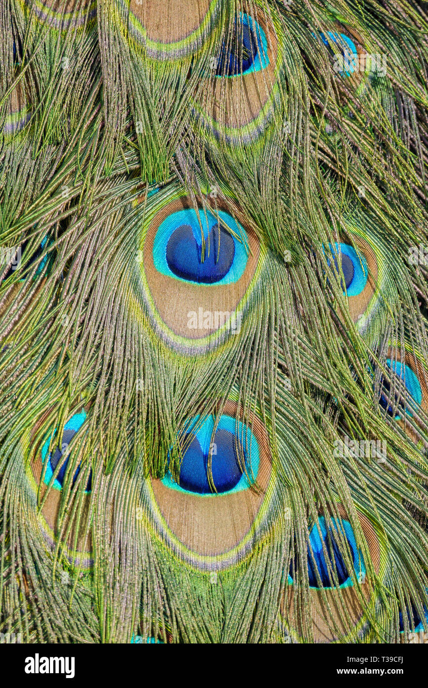 Close up shot of a beautiful peacock fan, shot at Los Angeles Stock ...