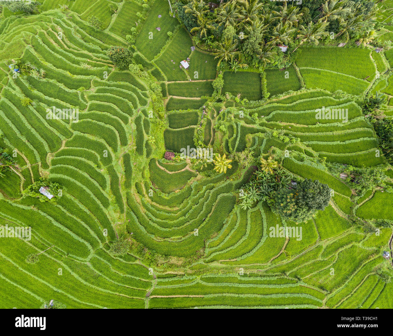 Top down aerial view of rice terraces in Bali, Indonesia Stock Photo ...