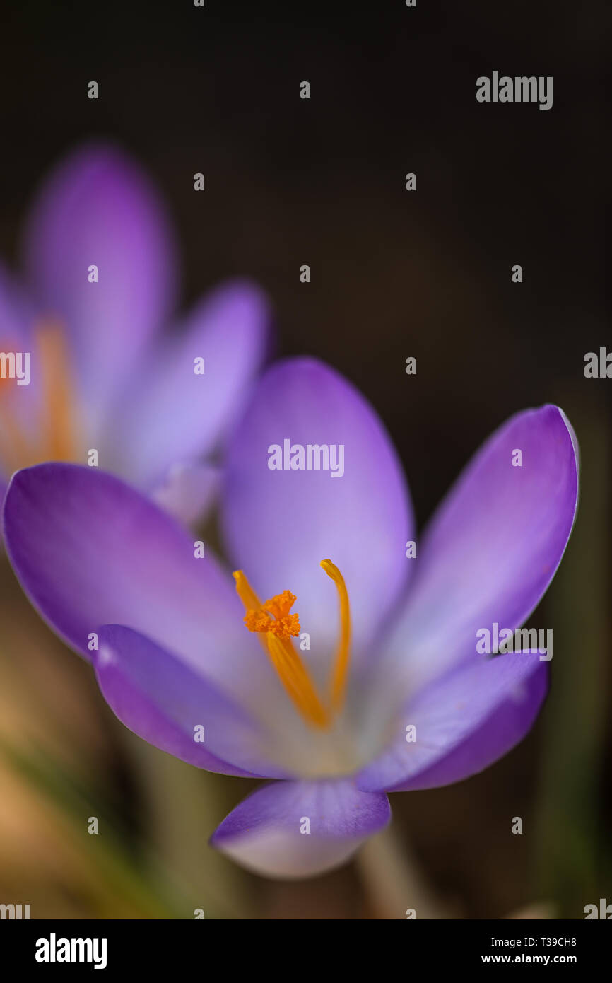 Crocus a safran hi-res stock photography and images - Alamy