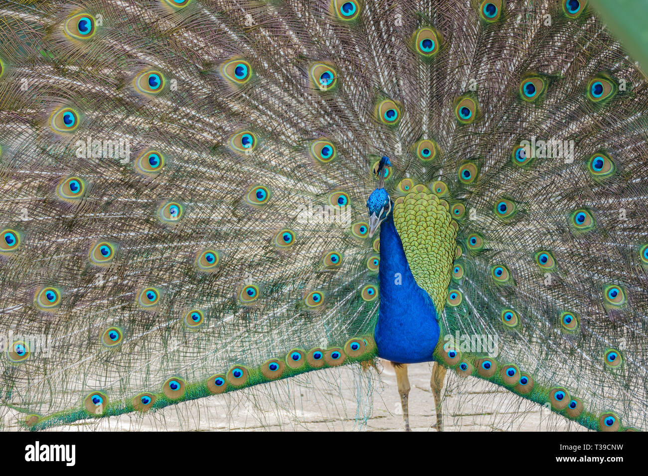 Male peacock showing it's color fan at Los Angeles, California Stock ...
