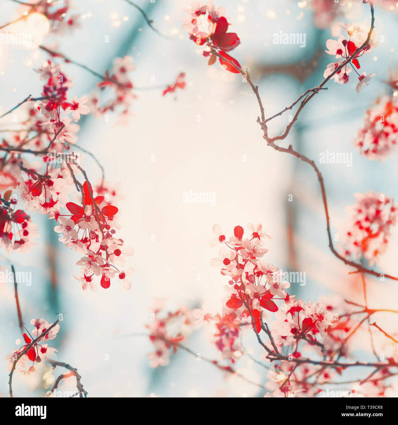 Spring frame or background with cherry blossom. Beautiful nature scene ...