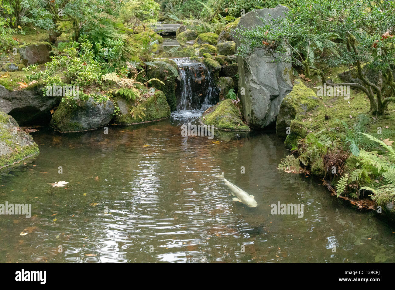 Portland japanese garden waterfall hi-res stock photography and images ...