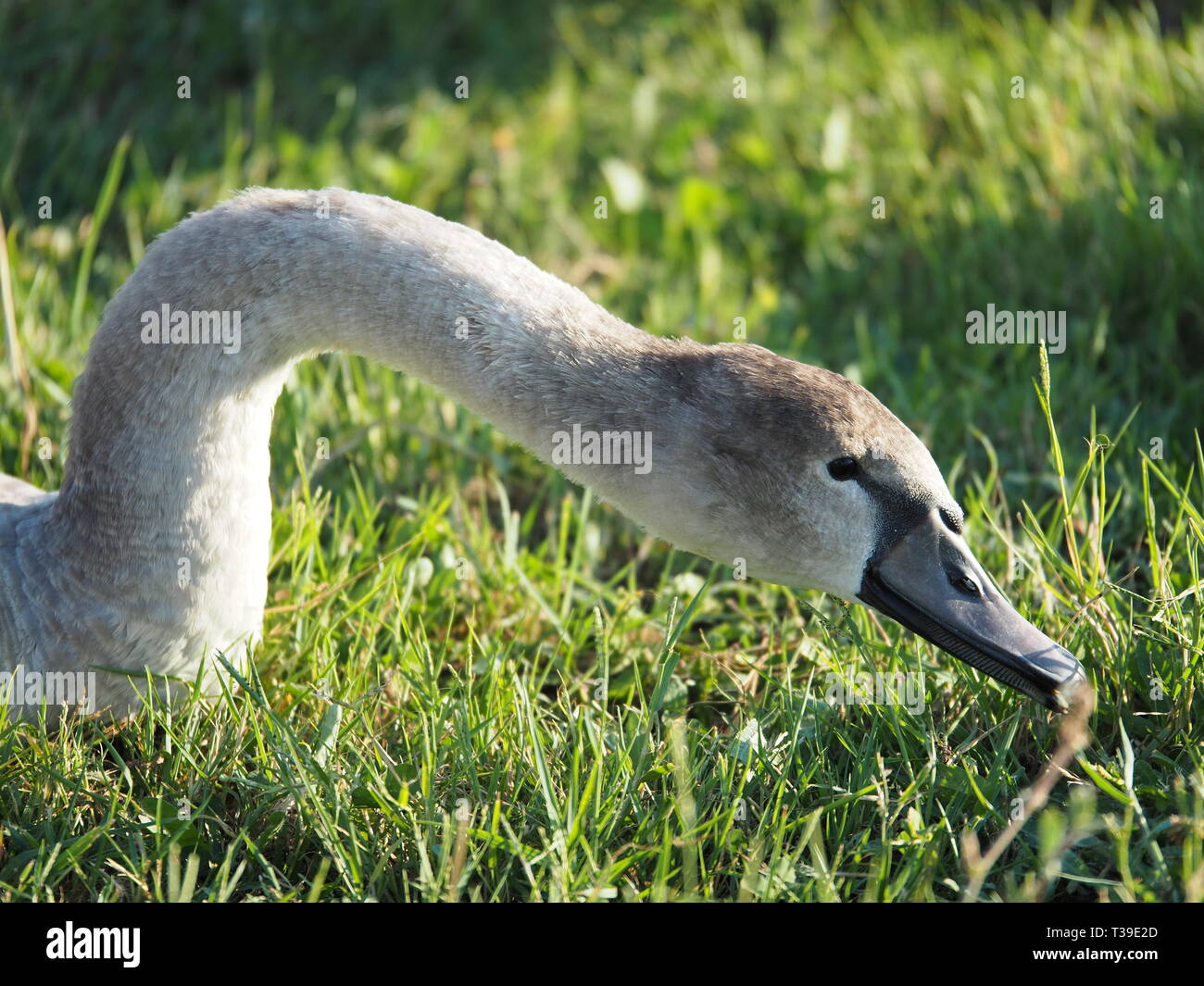 The neck and head of a wild grey swan on the green lawn Stock Photo - Alamy