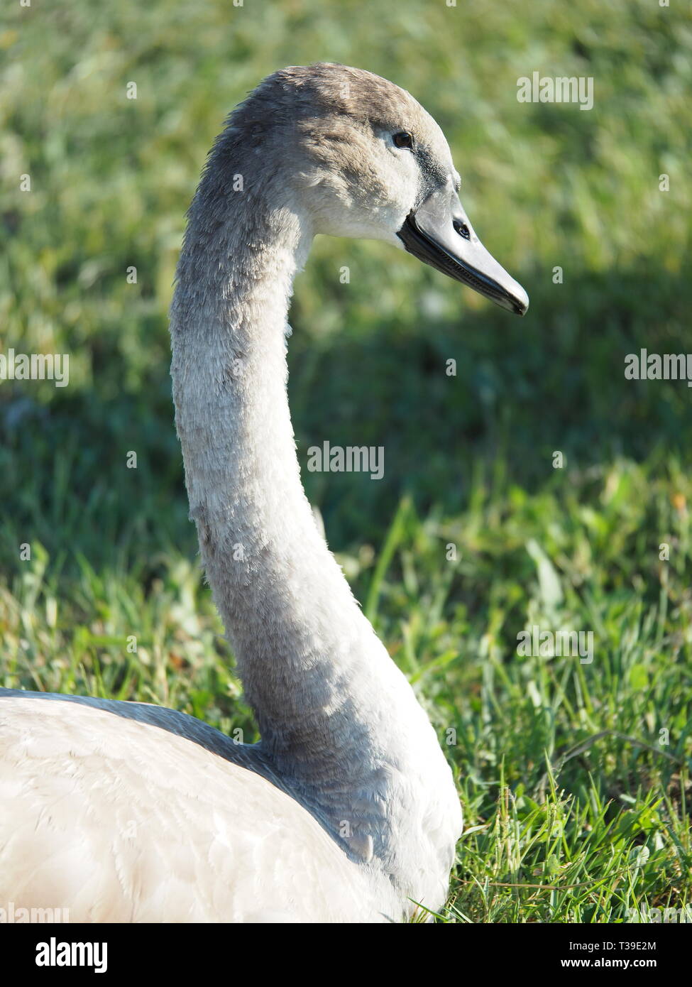 The neck and head of a wild grey swan on the green lawn Stock Photo - Alamy