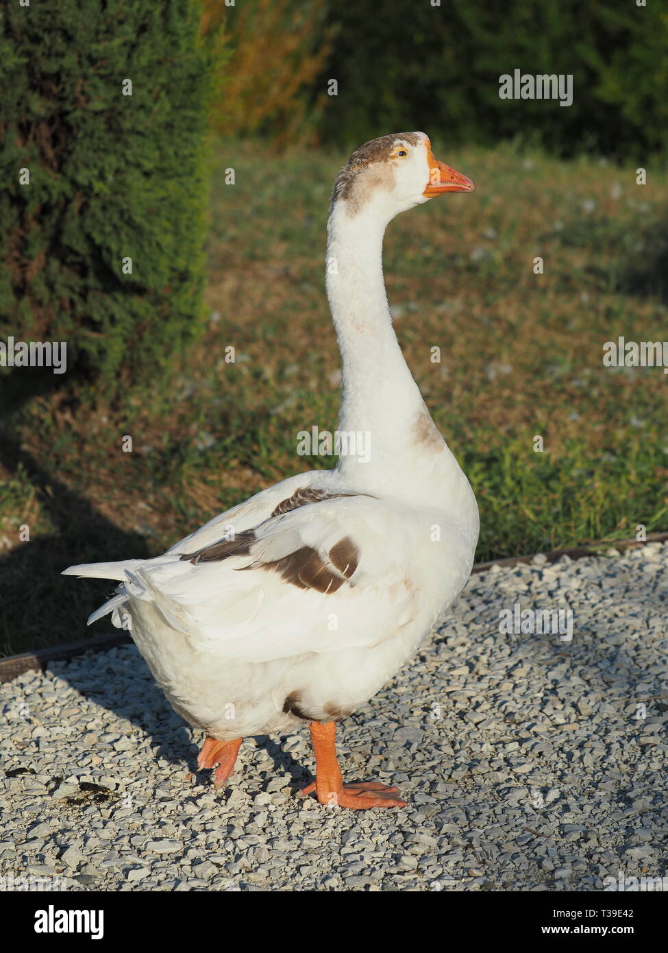 White geese walking along rural hi-res stock photography and images - Alamy