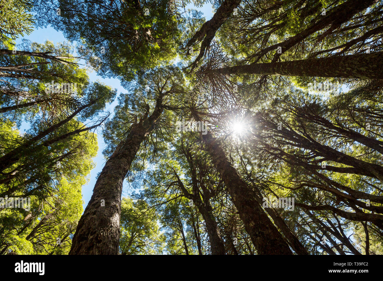 Unusual Araucaria (Araucaria araucana) trees in Andes mountains, Chile ...