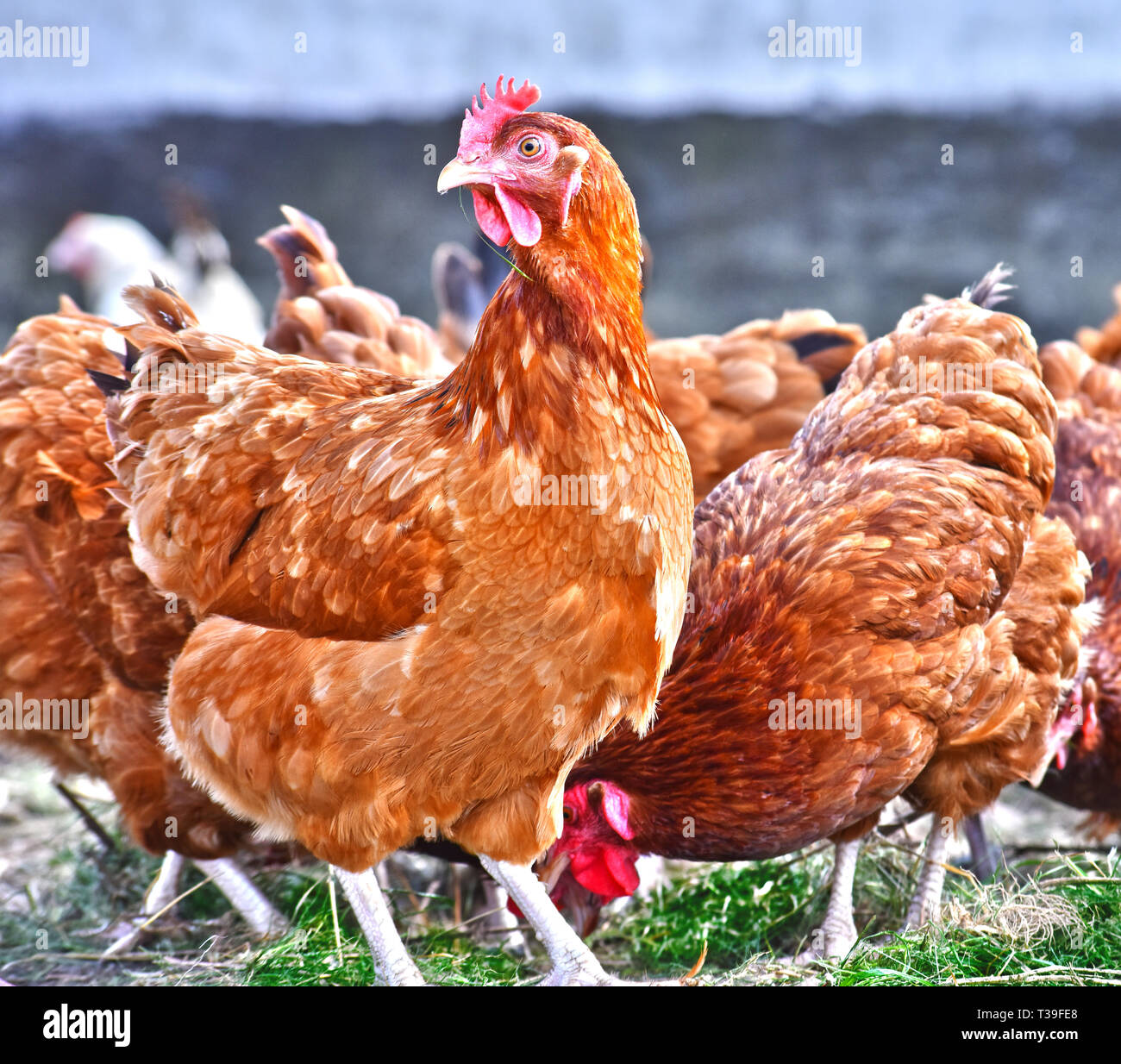 Chickens on traditional free range poultry farm Stock Photo - Alamy