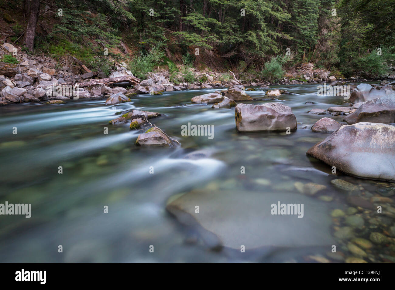 Small river in forest hi-res stock photography and images - Alamy