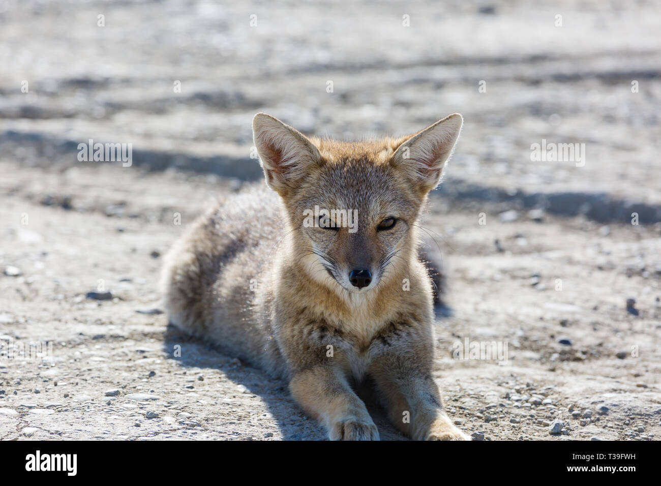 South American gray fox (Lycalopex griseus), Patagonian fox, in ...
