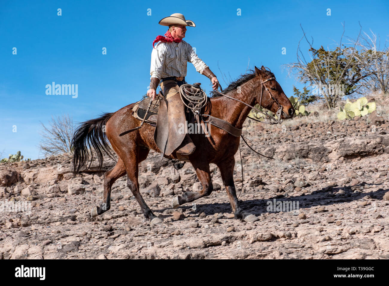 Horse And Rider And Desert High Resolution Stock Photography and Images ...