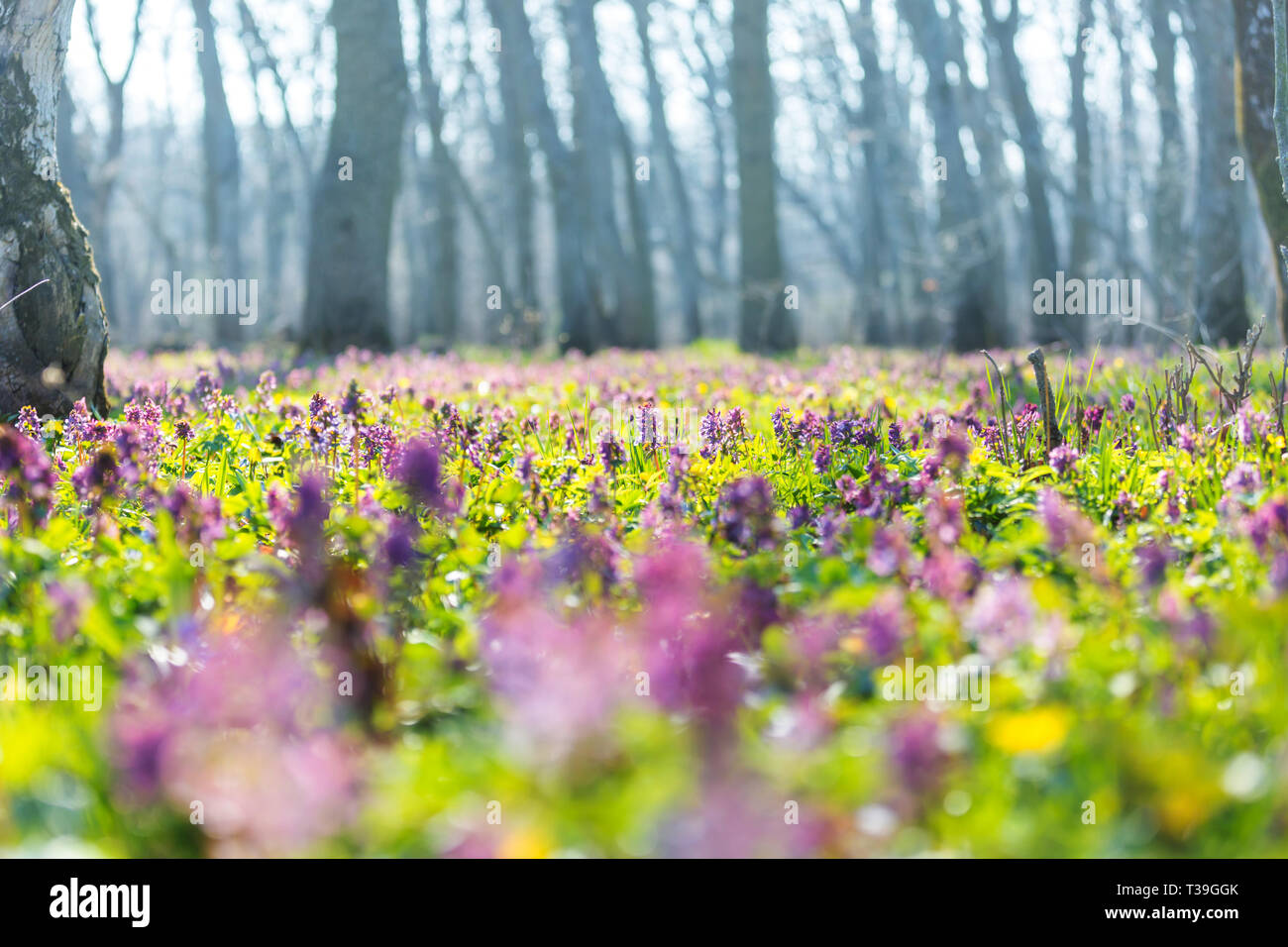 Beautiful woodland landscapes. Spring flowers In the forest Stock Photo ...