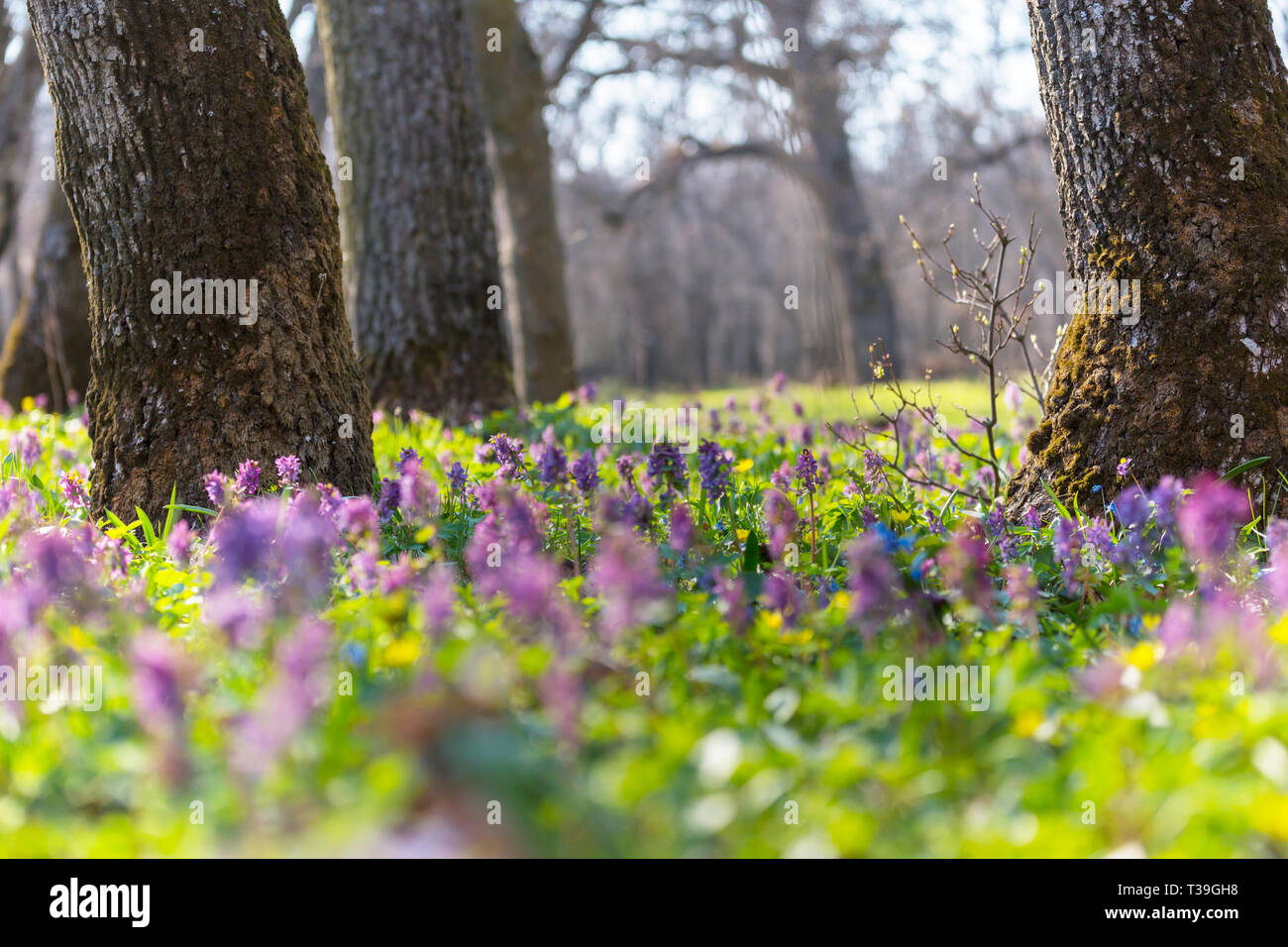 Beautiful woodland landscapes. Spring flowers In the forest Stock Photo ...
