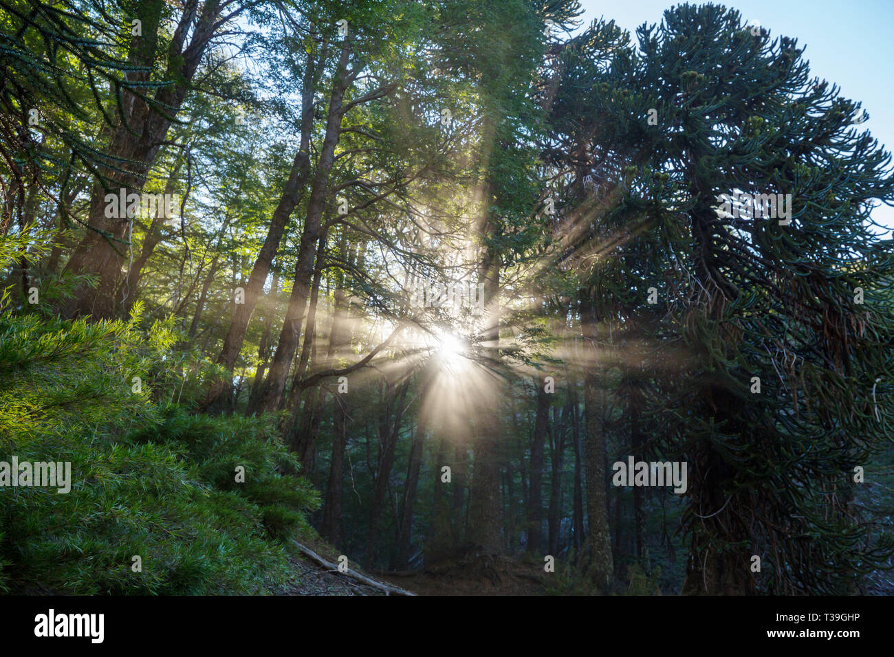 White canopy at sunset hi-res stock photography and images - Alamy