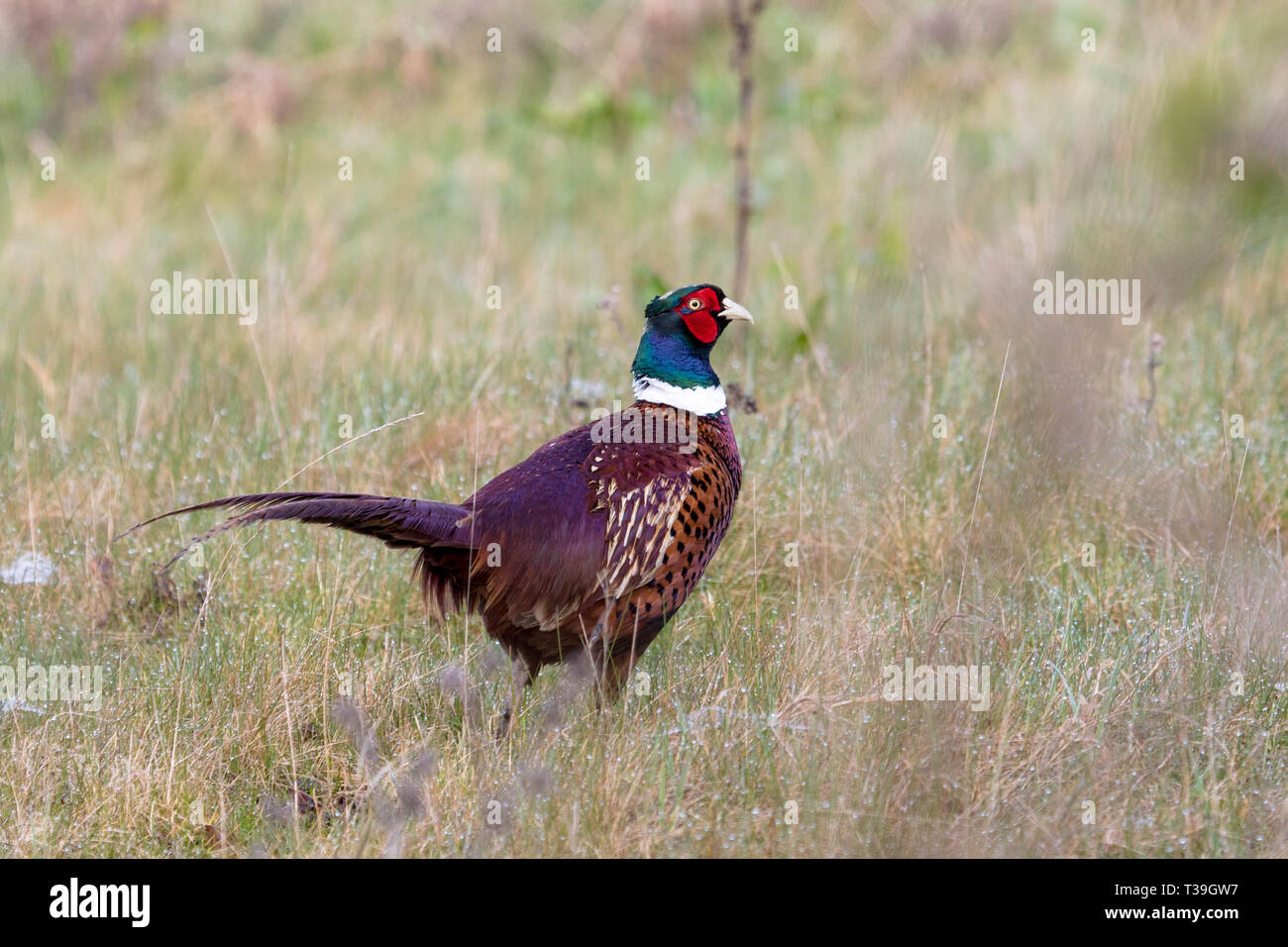 Pheasant land hi-res stock photography and images - Alamy